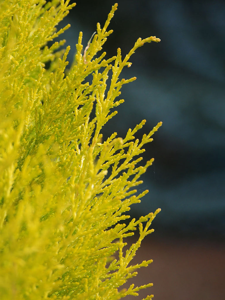 Cypress - Goldcrest Wilma Dwarf Lemon Tree