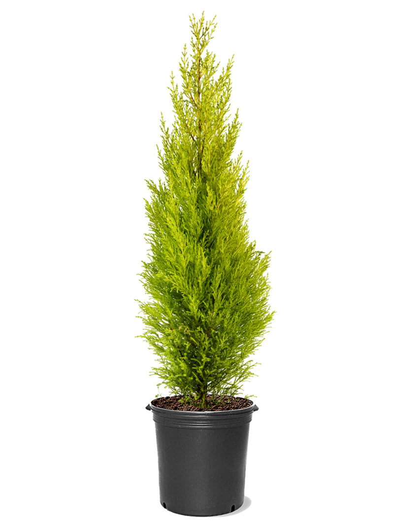 Cypress - Goldcrest Wilma Dwarf Lemon Tree