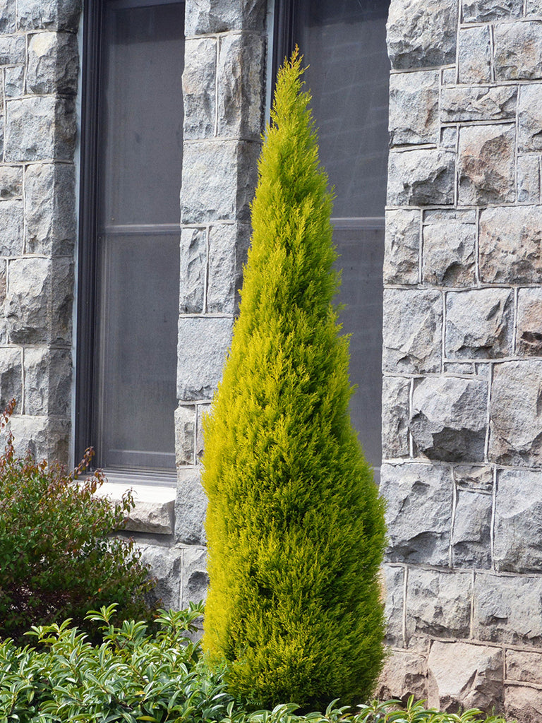 Cypress - Goldcrest Wilma Dwarf Lemon Tree