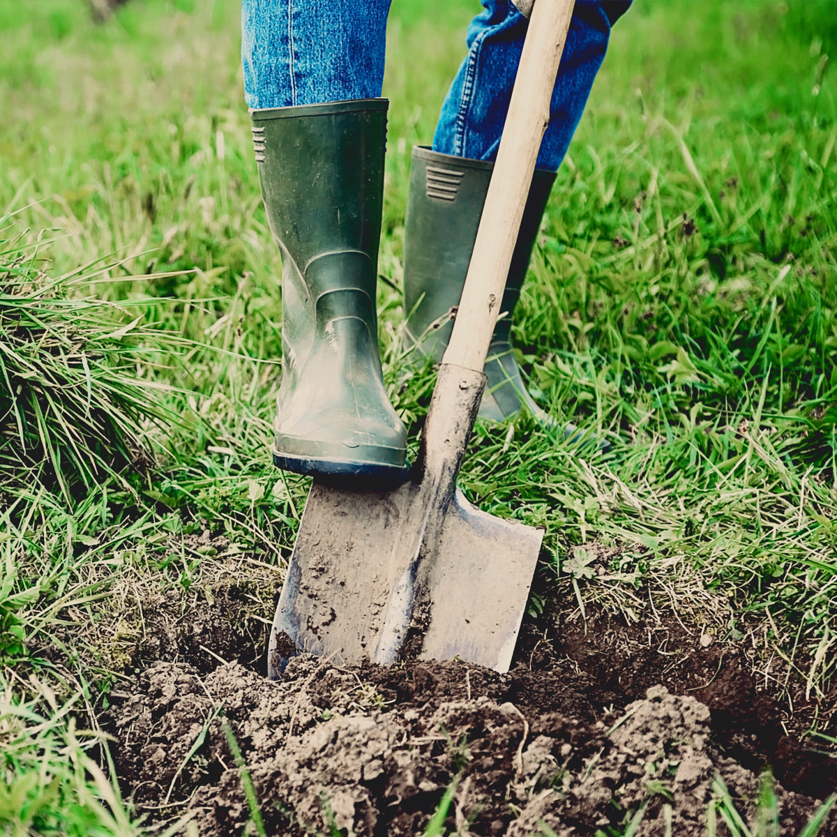 Pecan Planting Guide – Plant Me Green