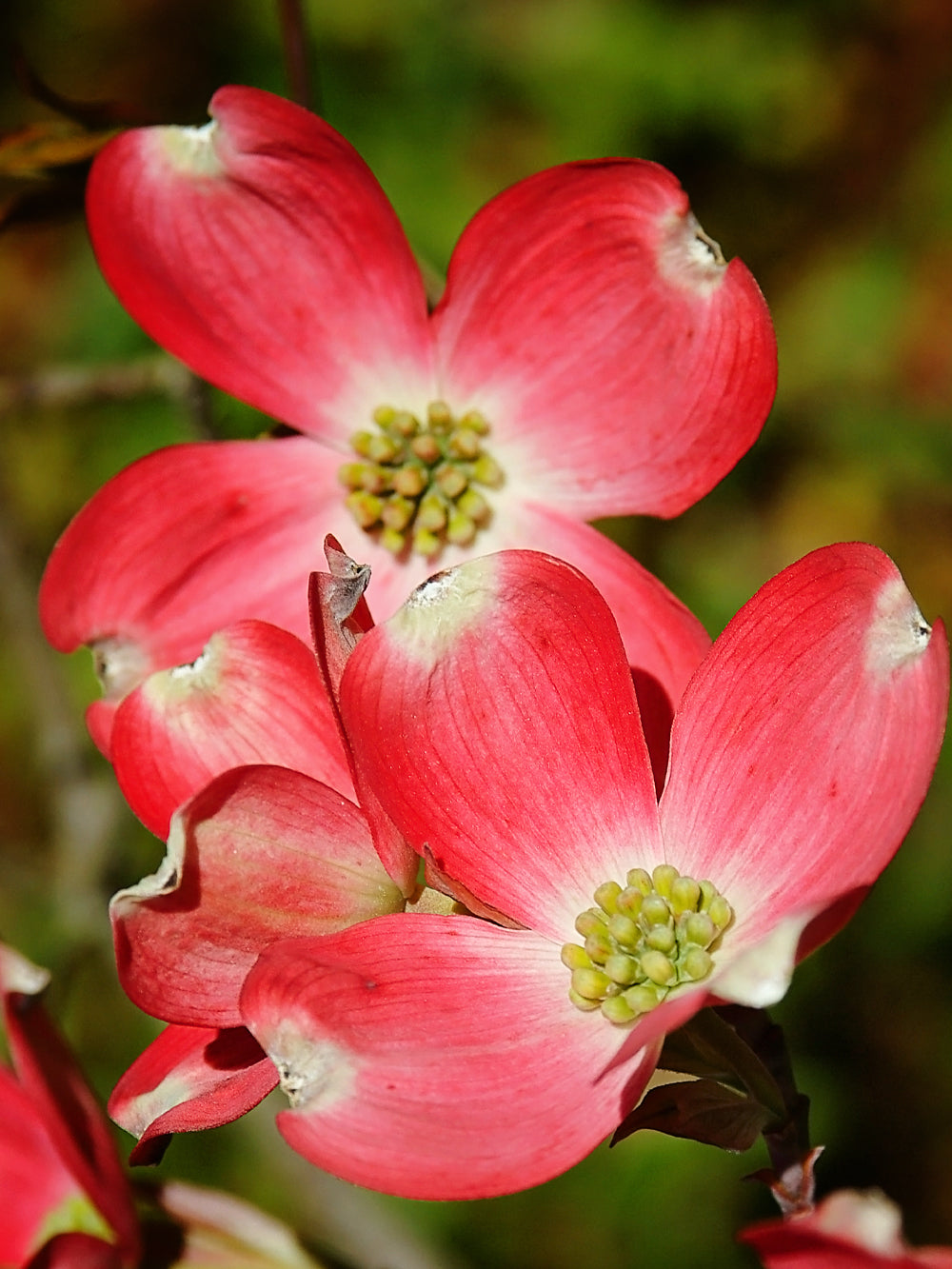 Dogwood- Cherokee Chief