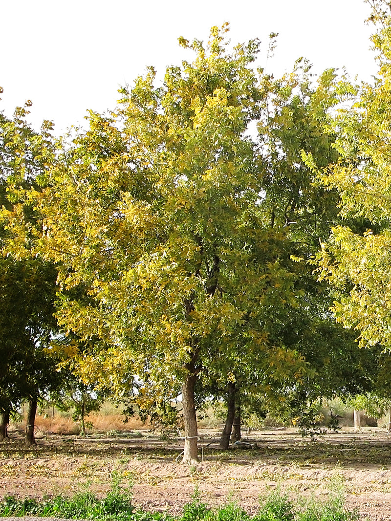 Zone 6 - Pecan Trees – Plant Me Green