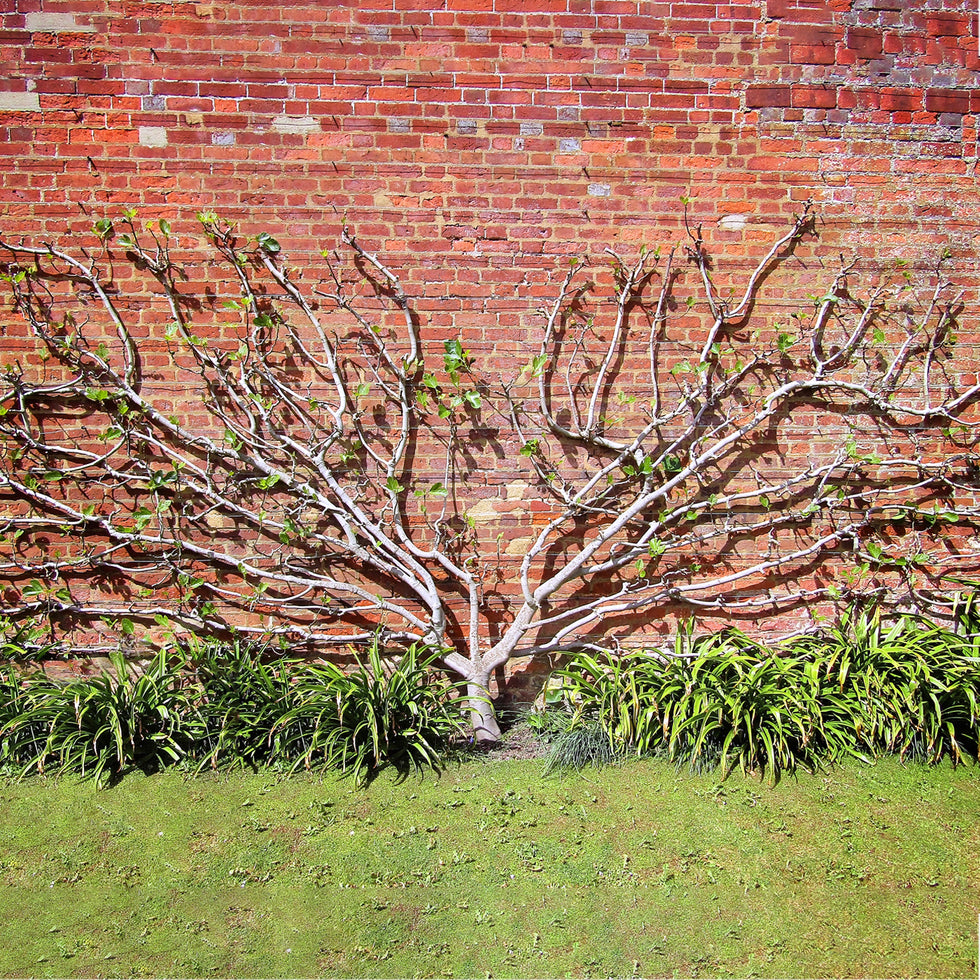 Fig Planting Guide – Plant Me Green