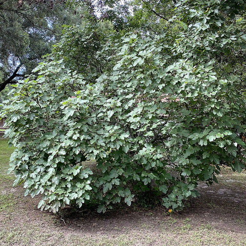 Fig Planting Guide – Plant Me Green