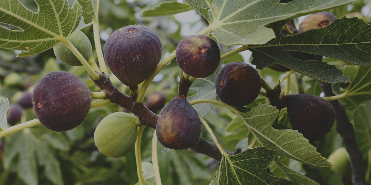 Fig Planting Guide – Plant Me Green