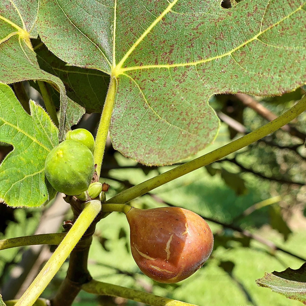 Fig Planting Guide – Plant Me Green