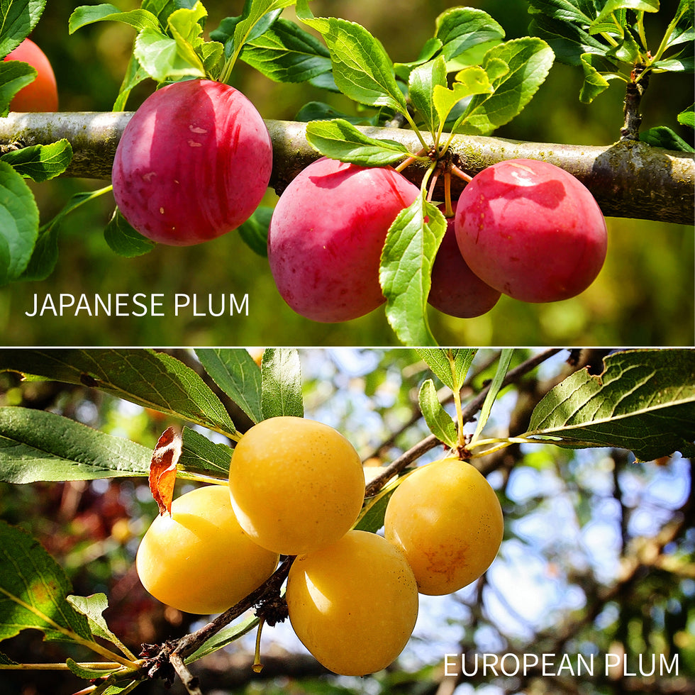 Plum Planting Guide – Plant Me Green