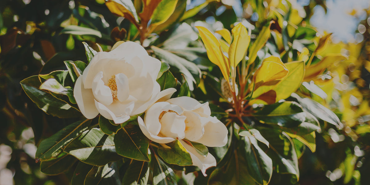 Southern Magnolia Planting Guide – Plant Me Green