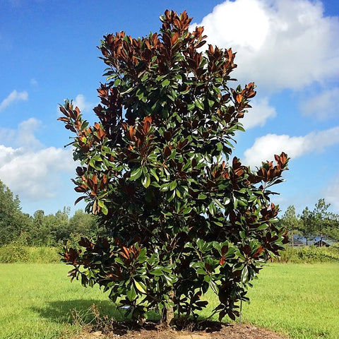 Southern Magnolia Planting Guide – Plant Me Green
