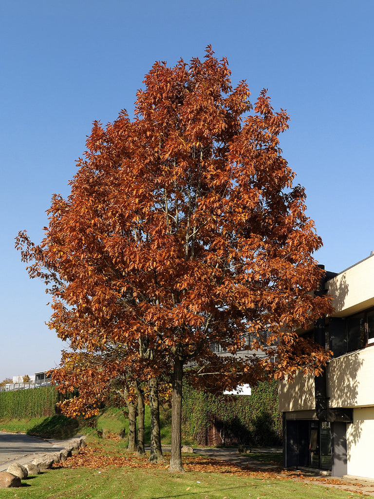 Online Tree Nursery | Plant Me Green