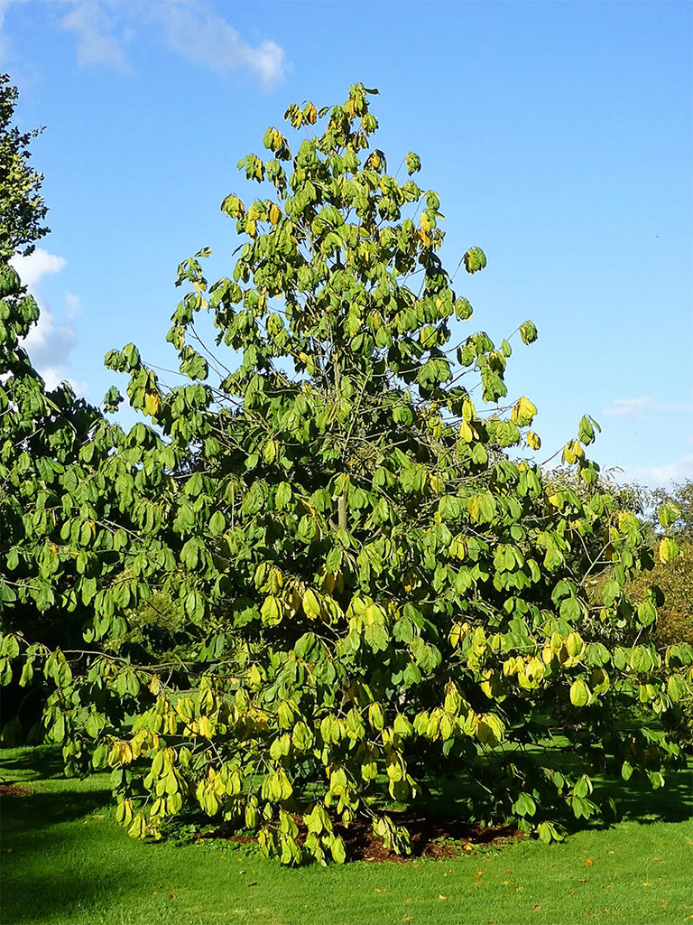 Online Tree Nursery | Plant Me Green