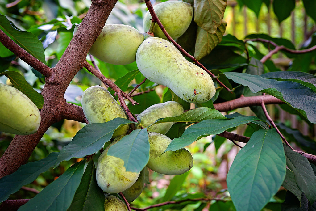 Online Tree Nursery | Plant Me Green