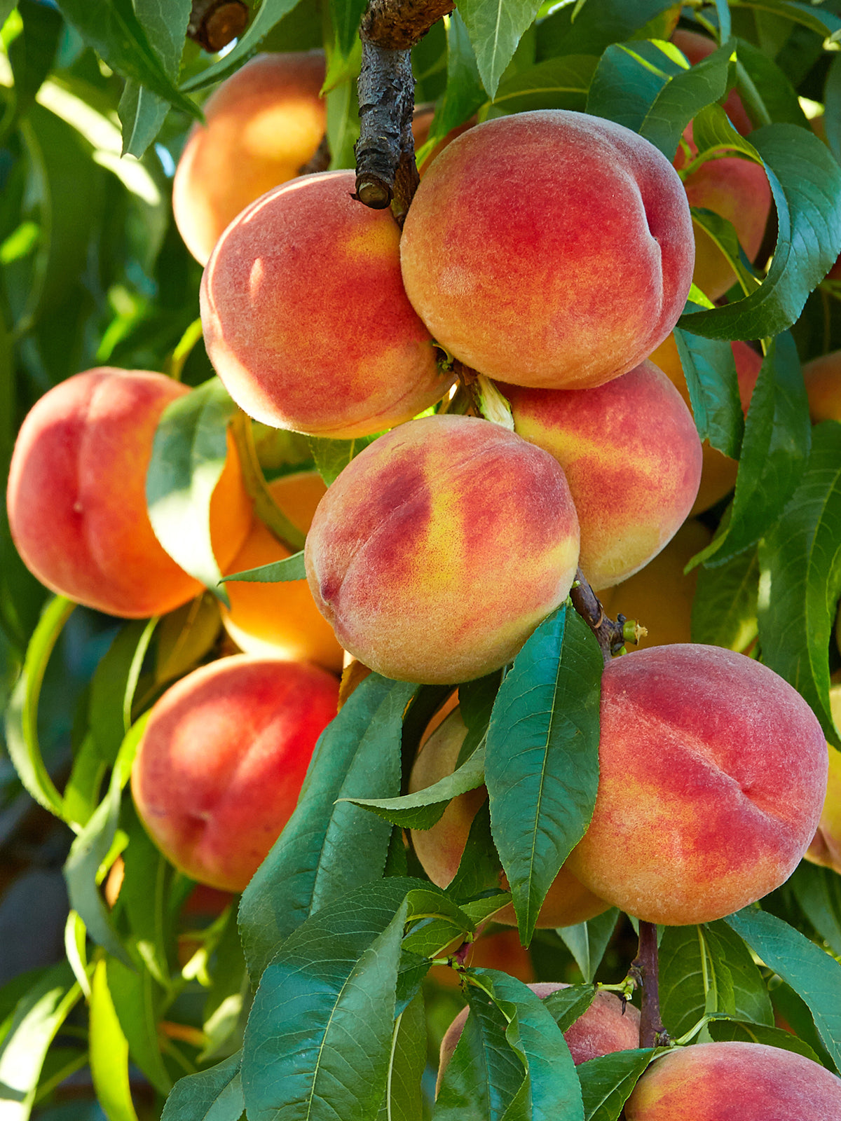 Peach Trees - Loring