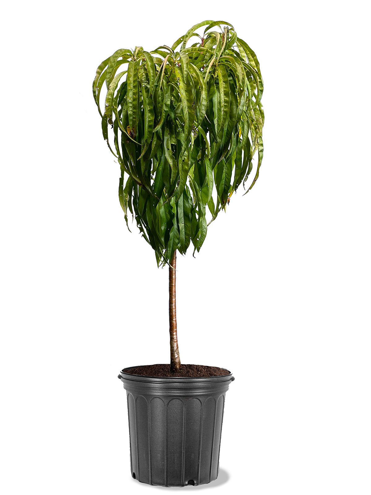 Peach Trees - Dwarf Bonanza Patio Peach