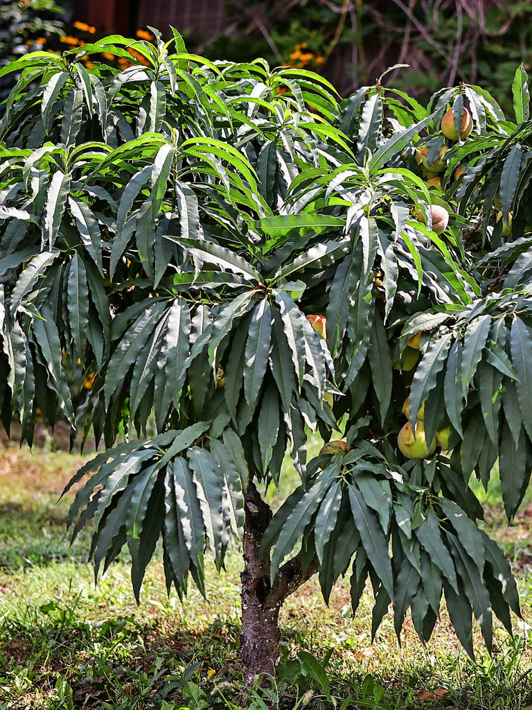 Peach Trees - Dwarf Bonanza Patio Peach