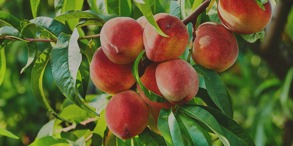 Peach Planting Guide – Plant Me Green