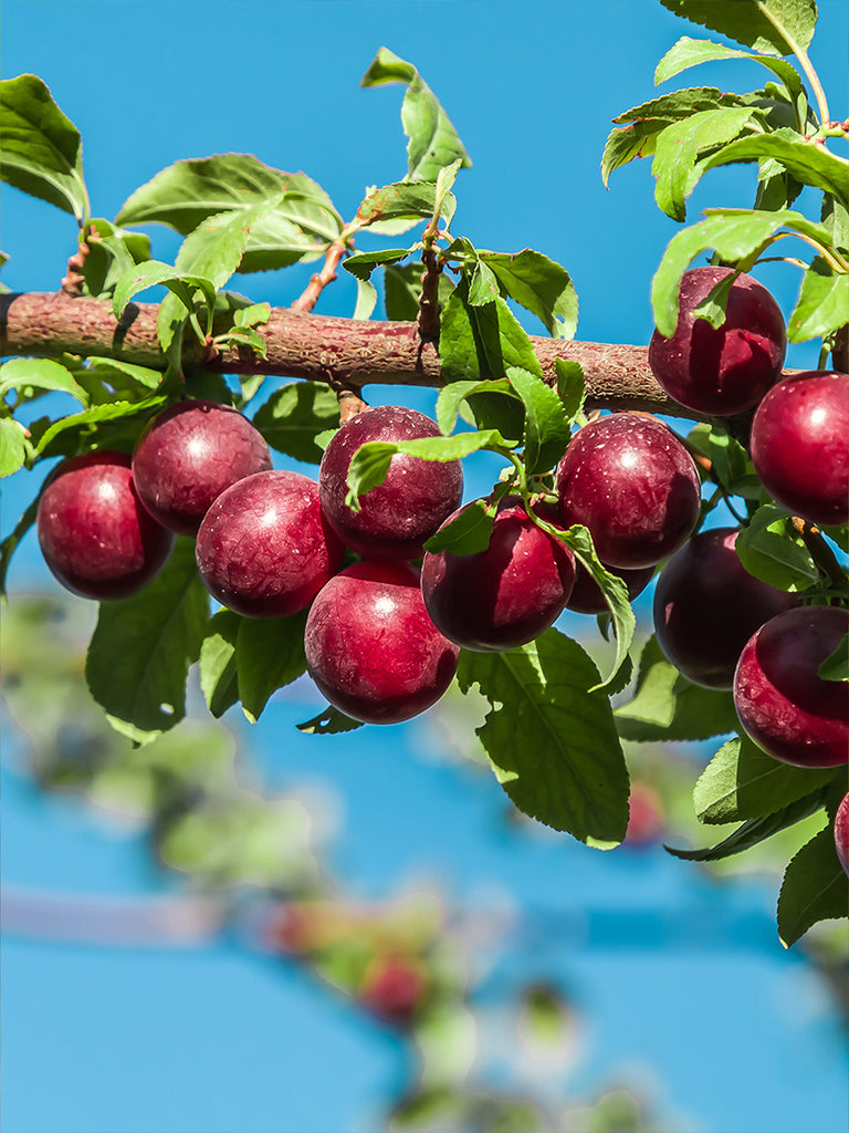 Plum Planting Guide