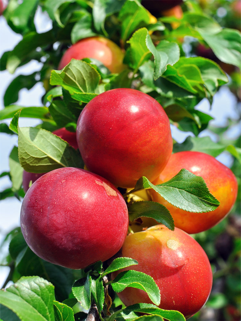 Plum Planting Guide