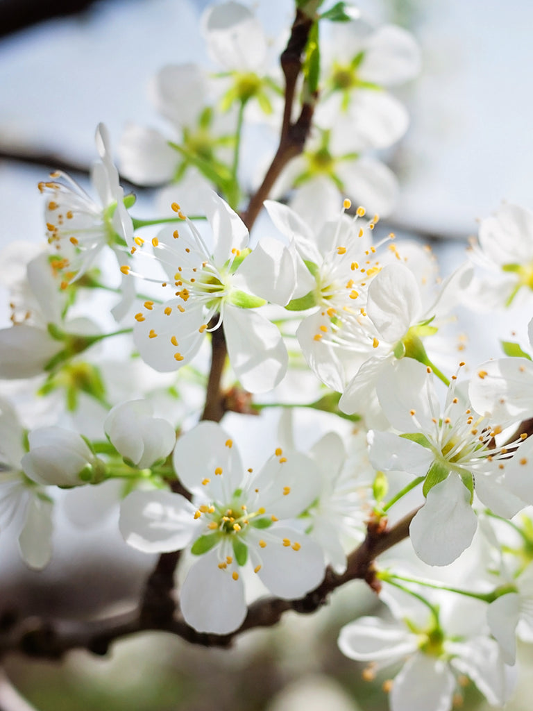 Plum Trees- Waneta