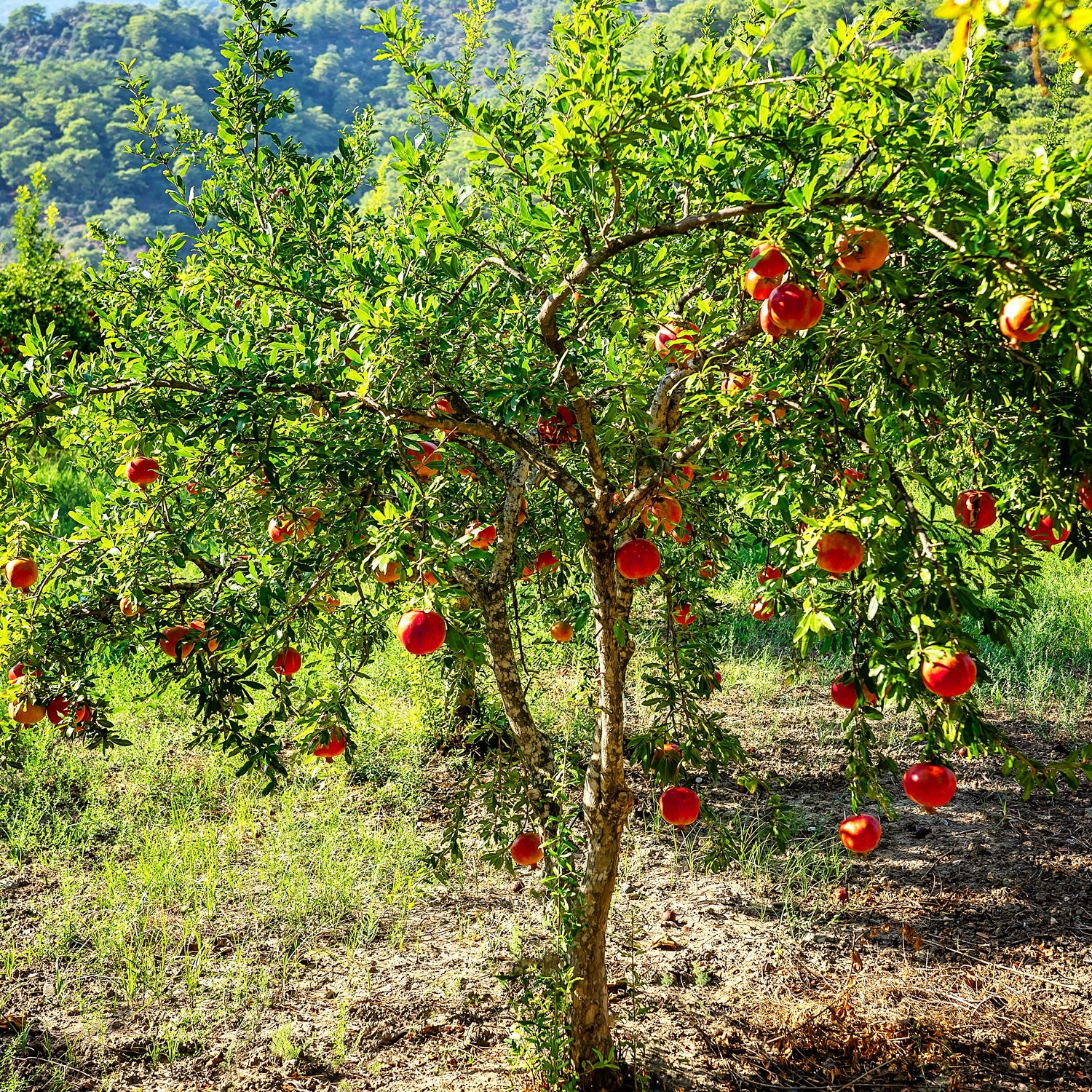 Pomegranate Planting Guide – Plant Me Green