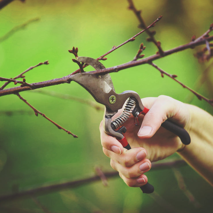 Japanese Magnolia Planting Guide – Plant Me Green