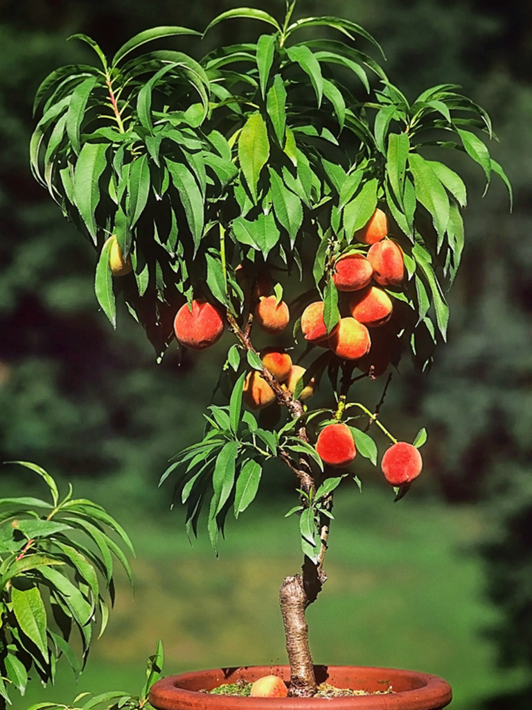 Peach Planting Guide