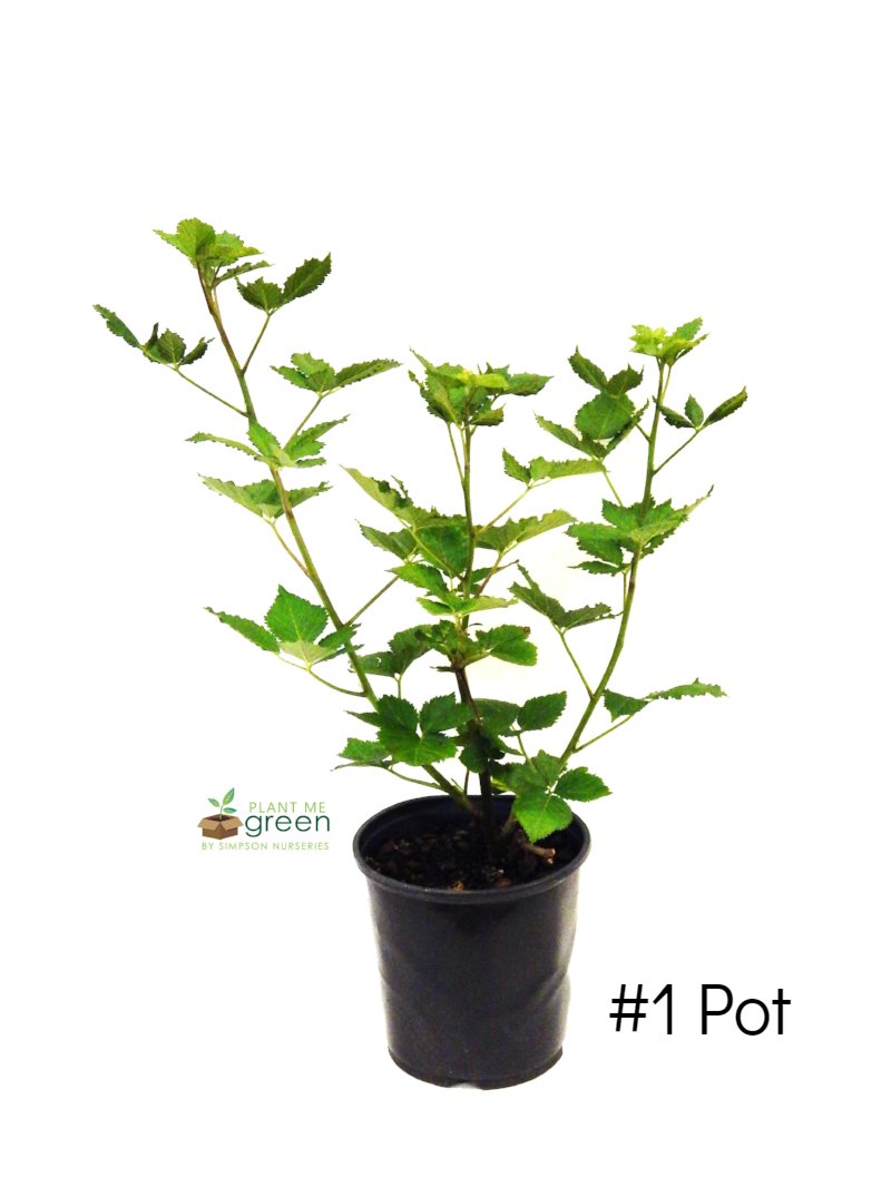 Blackberry Seedlings