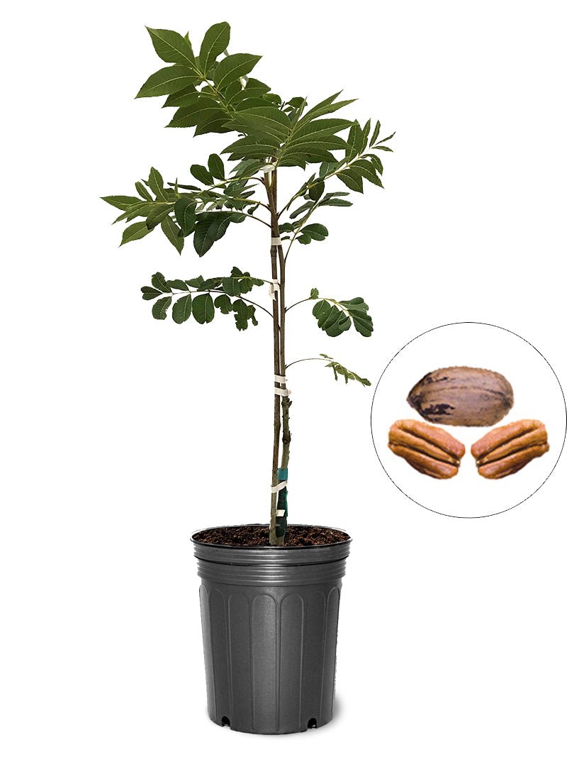 Pecan Trees - Forkert (Type 2)