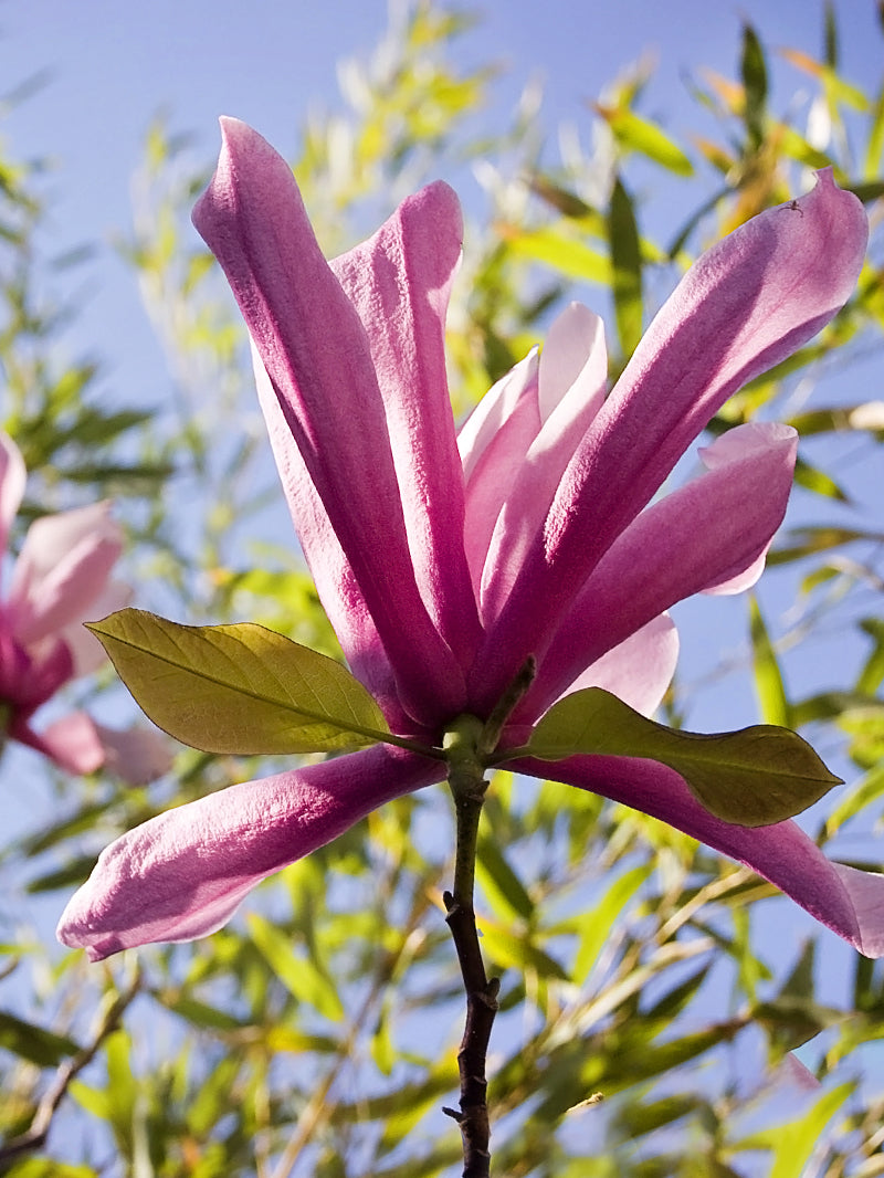 Japanese Magnolia Planting Guide – Plant Me Green