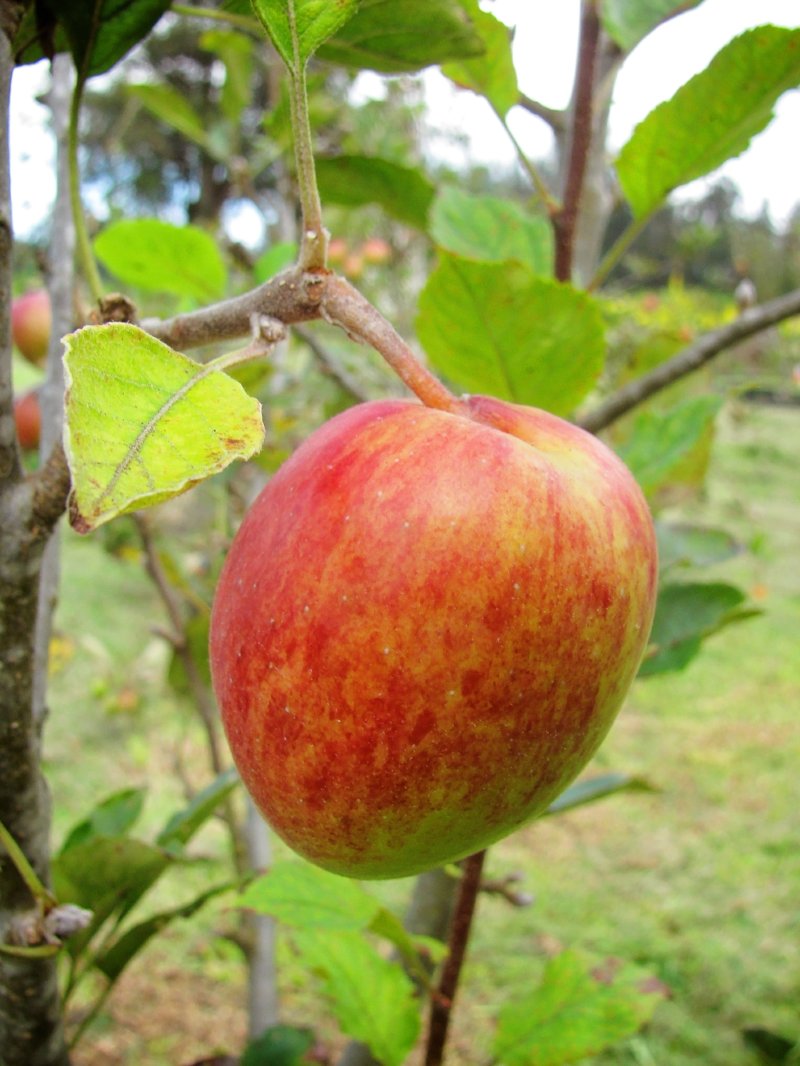 Plant Me Green | Anna Apple | Apple Trees