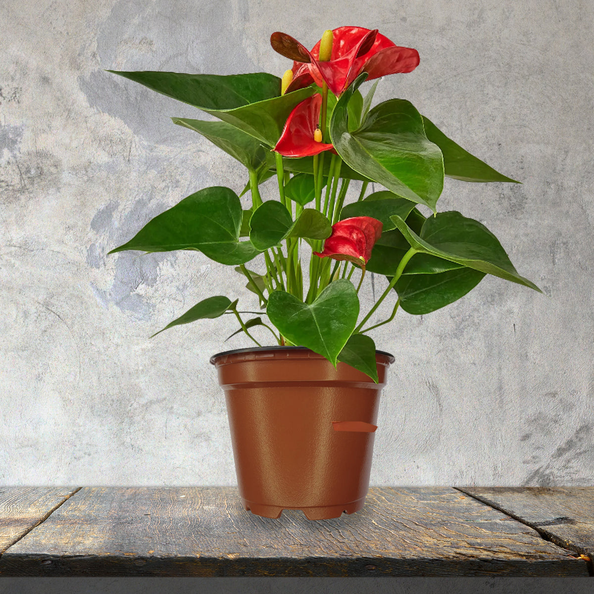 Red Anthurium Plant