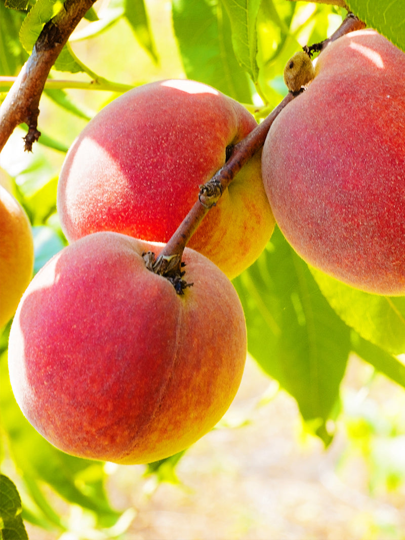 Autumn Prince Peach | Peach Trees for Sale