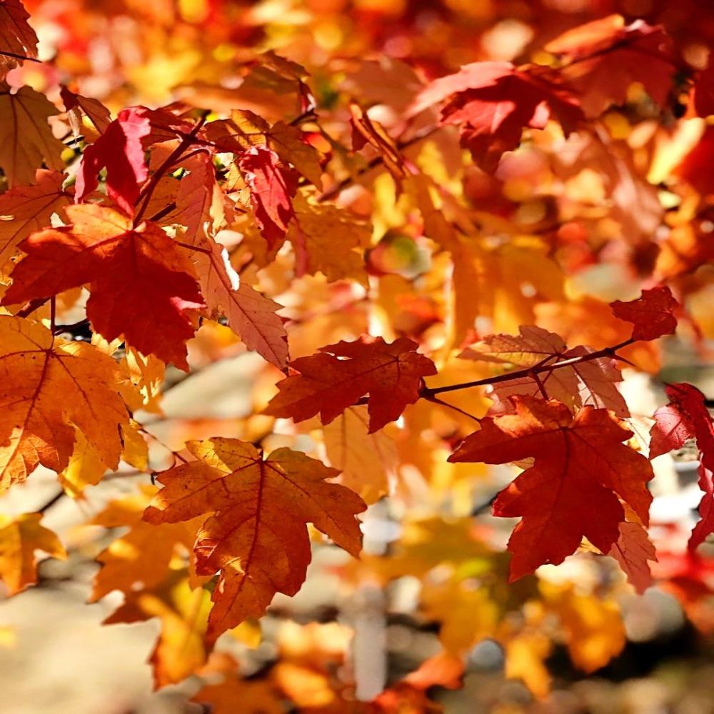 Maple - Autumn Blaze