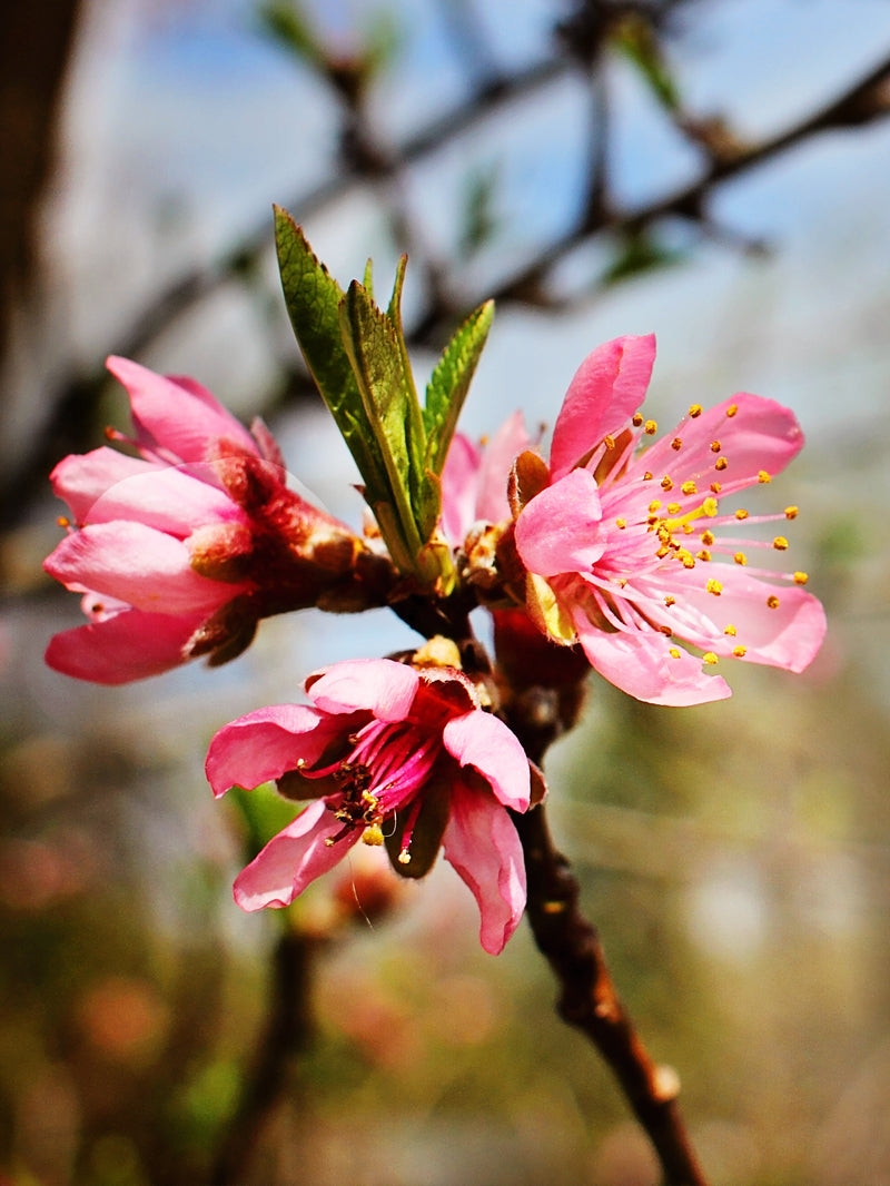 Belle of Georgia Peach | Peach Trees for Sale