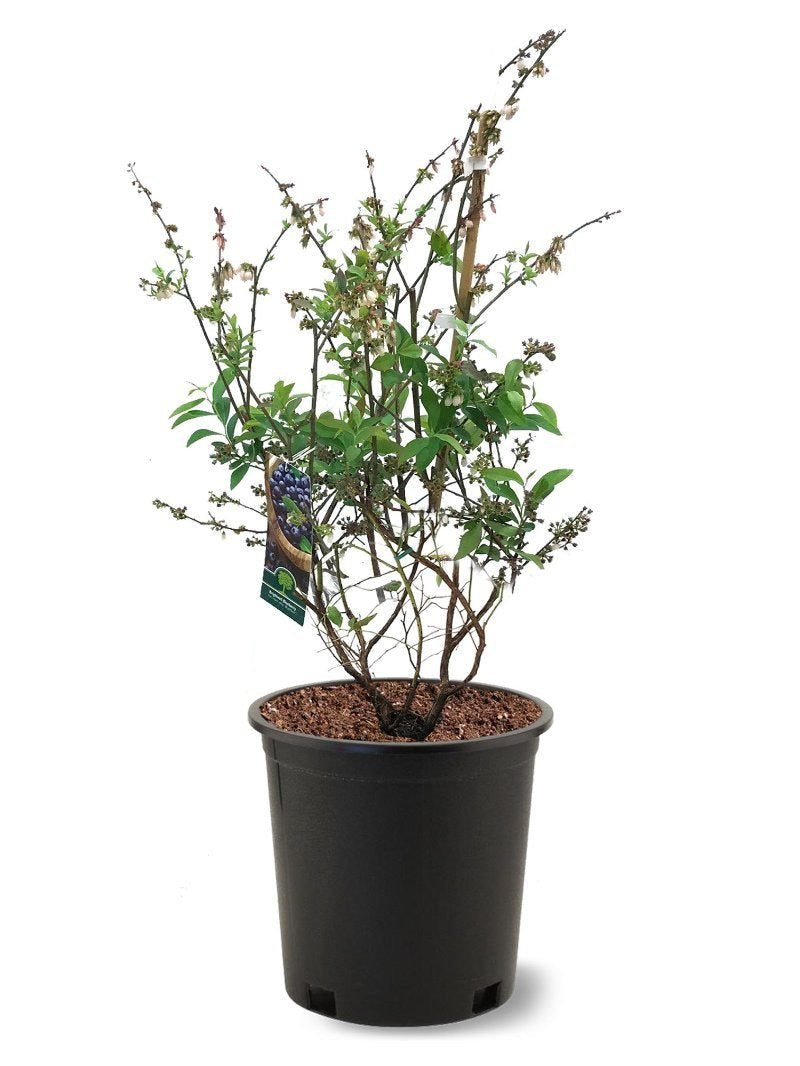 Brightwell Blueberry Fruit Plant | Deep Blue Medium Size Berries ...