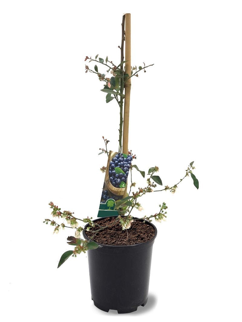 Brightwell Blueberry Fruit Plant | Deep Blue Medium Size Berries ...