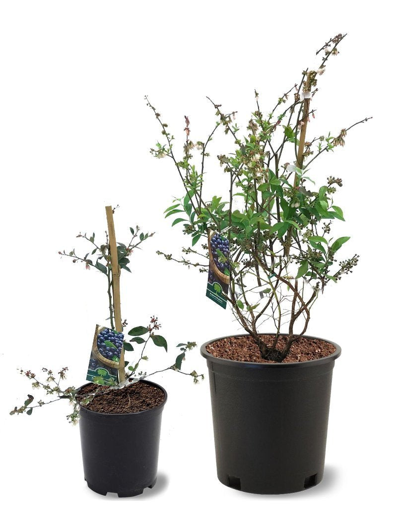 Brightwell Blueberry Fruit Plant | Deep Blue Medium Size Berries ...