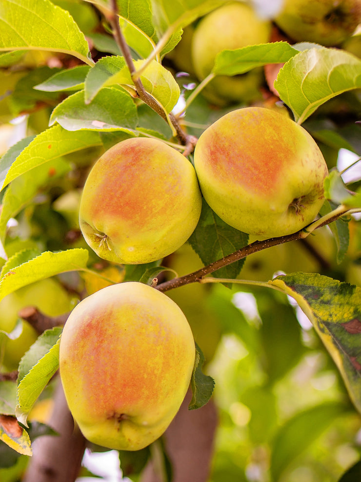Apple Tree Planting Guide – Plant Me Green