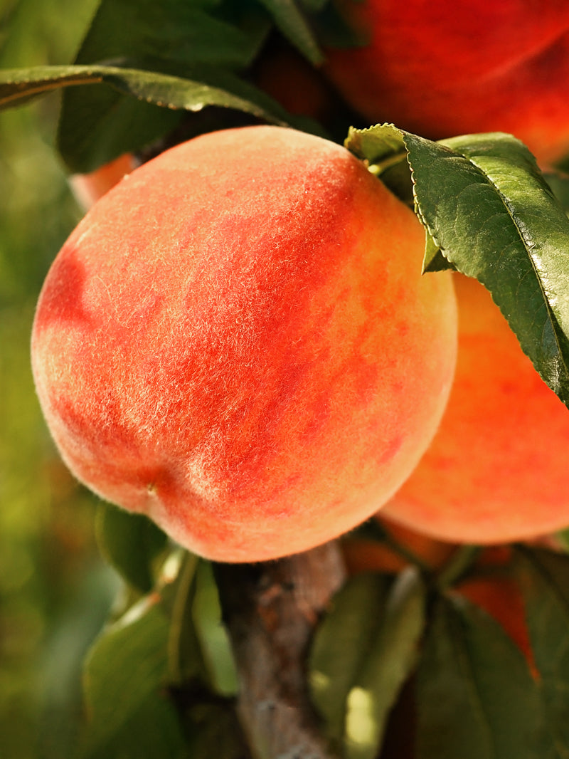 Caroking Peach | Peach Trees for Sale