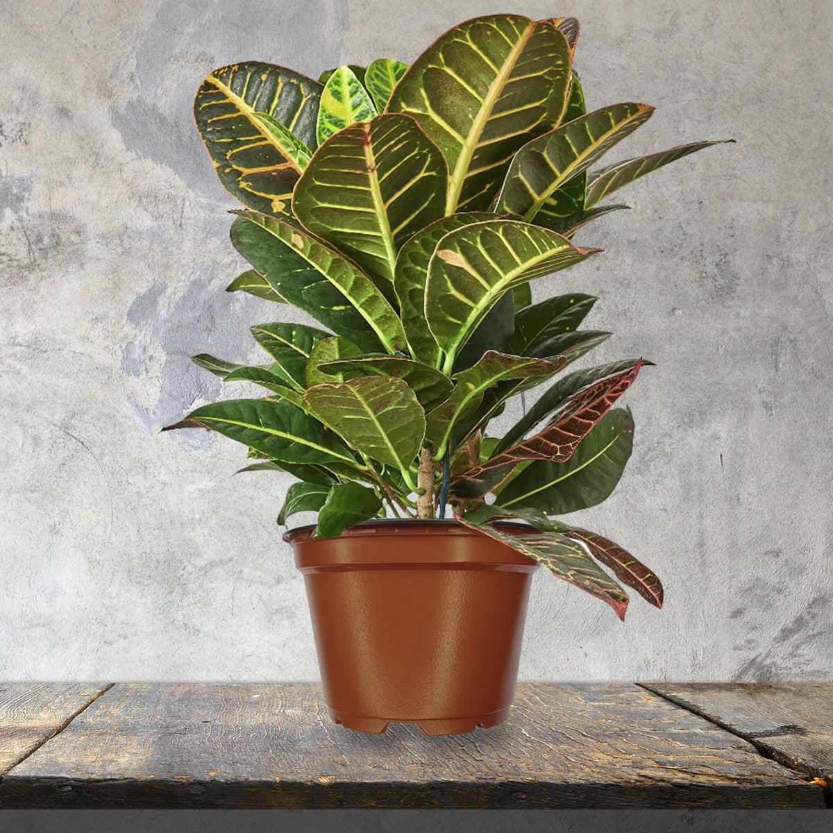 Croton Petra 'Joseph's Coat'