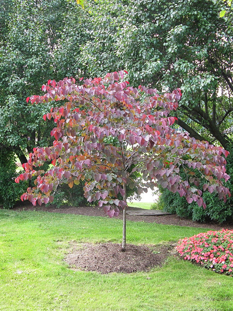 Redbud - Forest Pansy – Plant Me Green