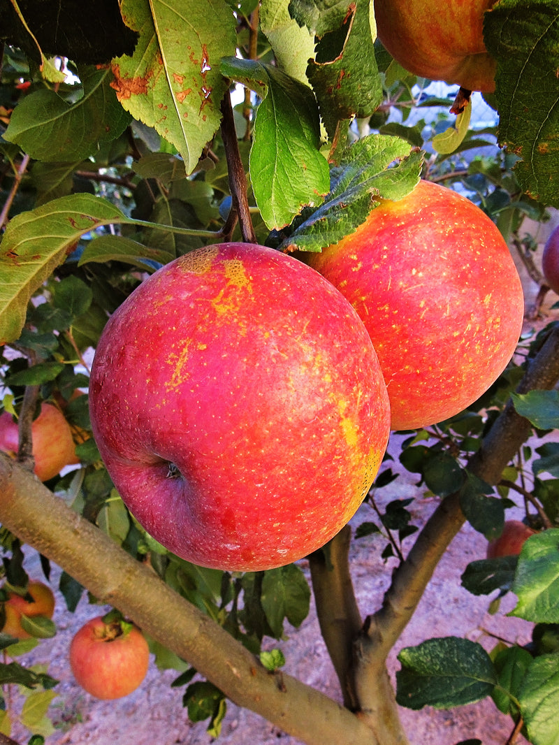 Fuji Apple | Apple Trees | Plant Me Green