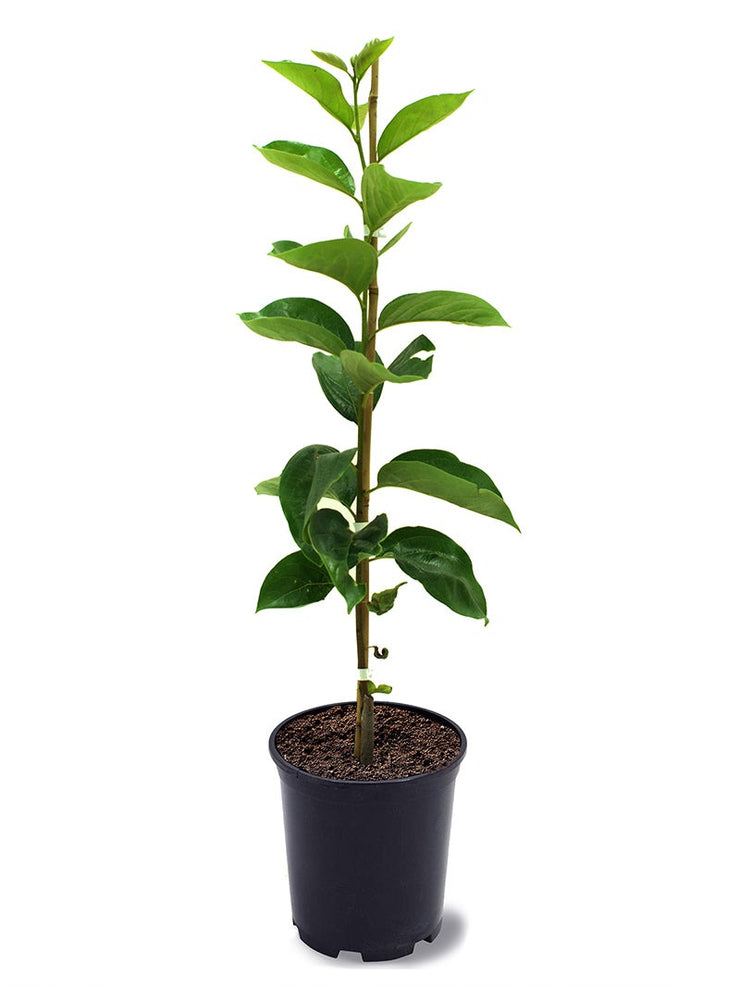 Persimmons Planting Guide – Plant Me Green