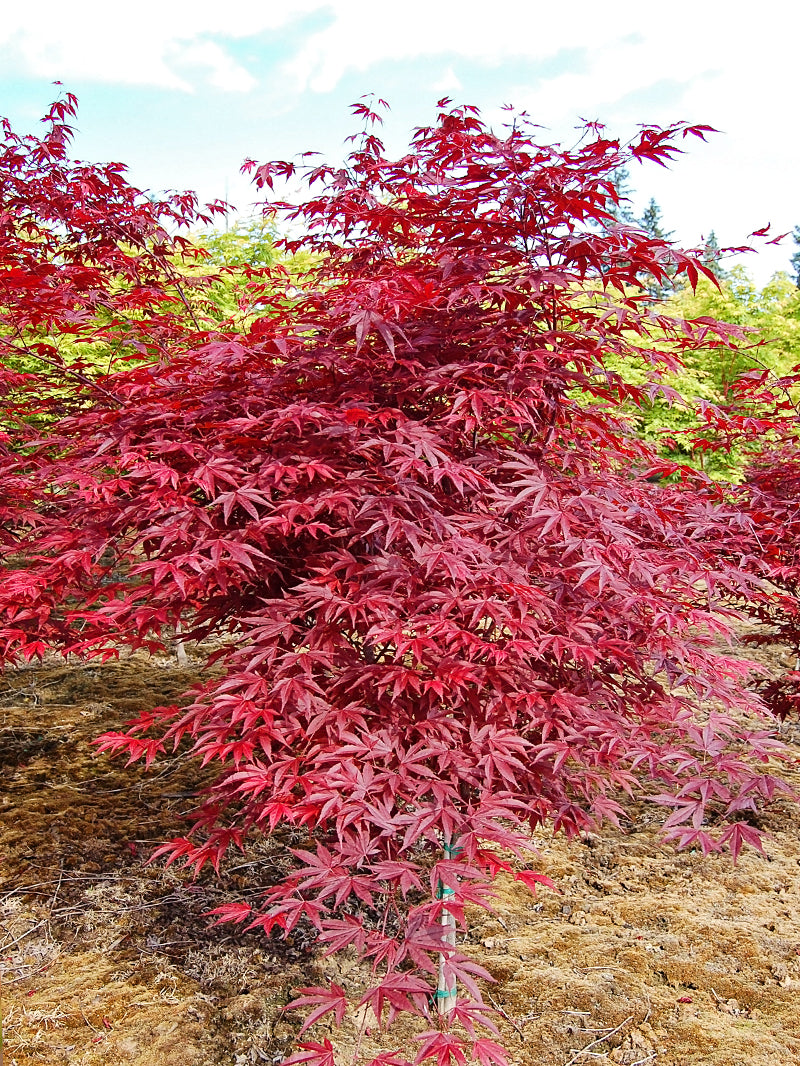 Maple - Japanese Emperor One