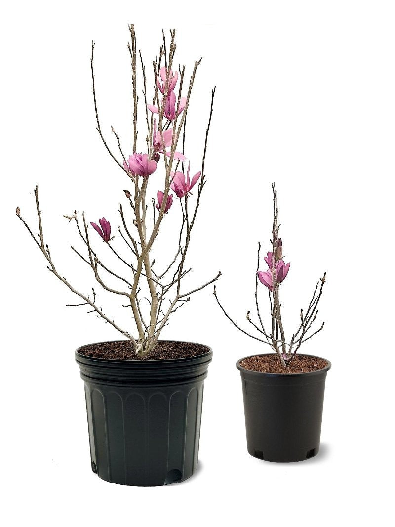 Ann Japanese Magnolia Tree | Flowering Trees – Plant Me Green