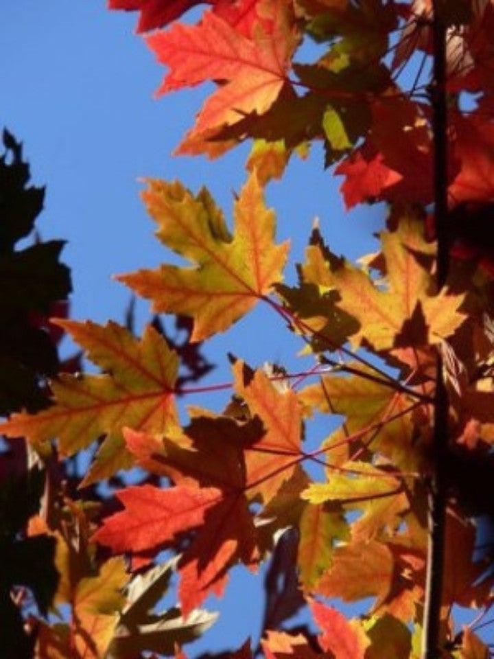 Autumn Maple Tree