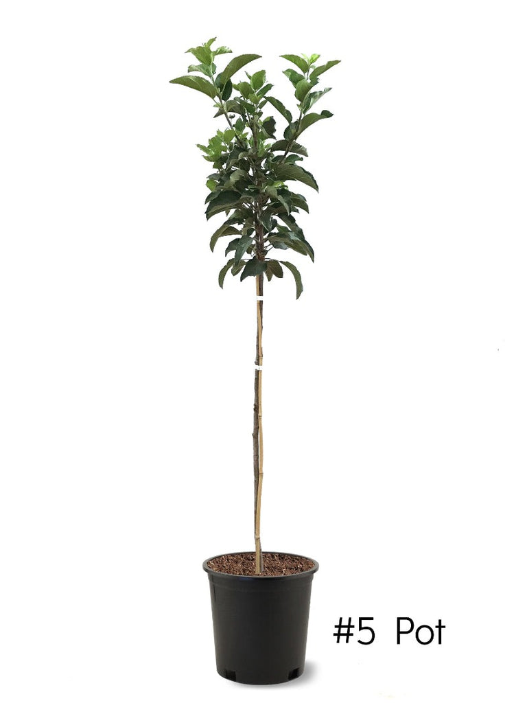 Apple Trees - Melrose (Red)