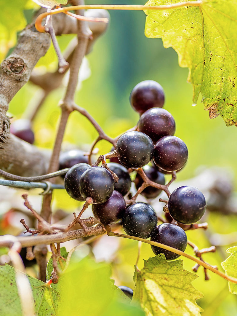 Southern Home Grape Plants