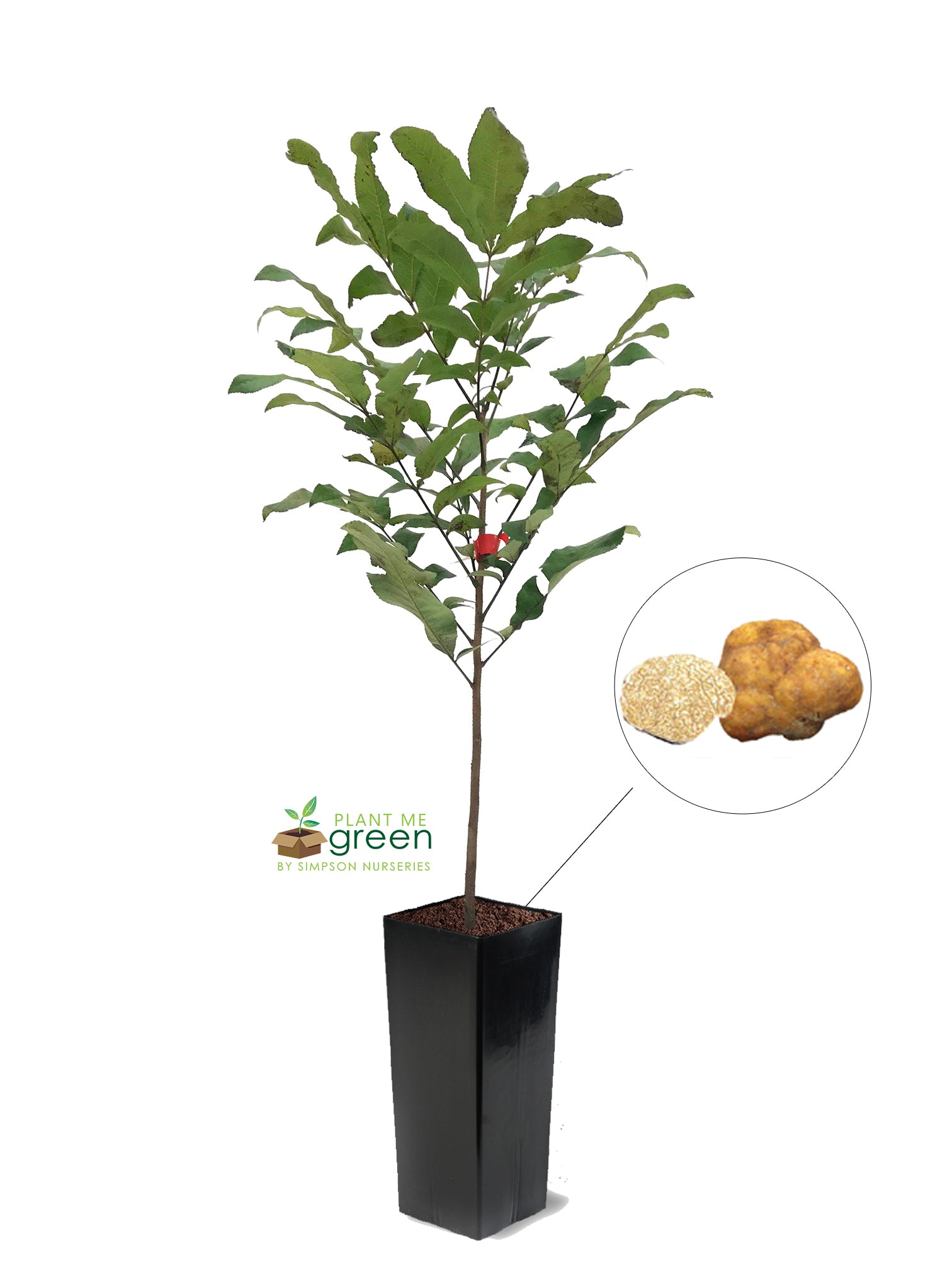 Pecan Trees - Truffle – Plant Me Green