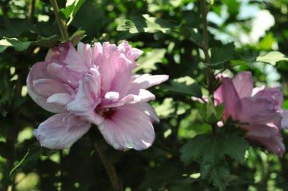Althea Double Purple | Rose of Sharon | Plant Me Green